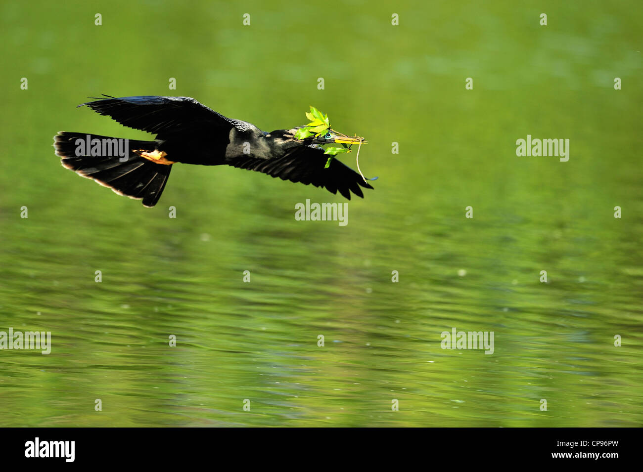 Juvenile anhinga hi-res stock photography and images - Alamy