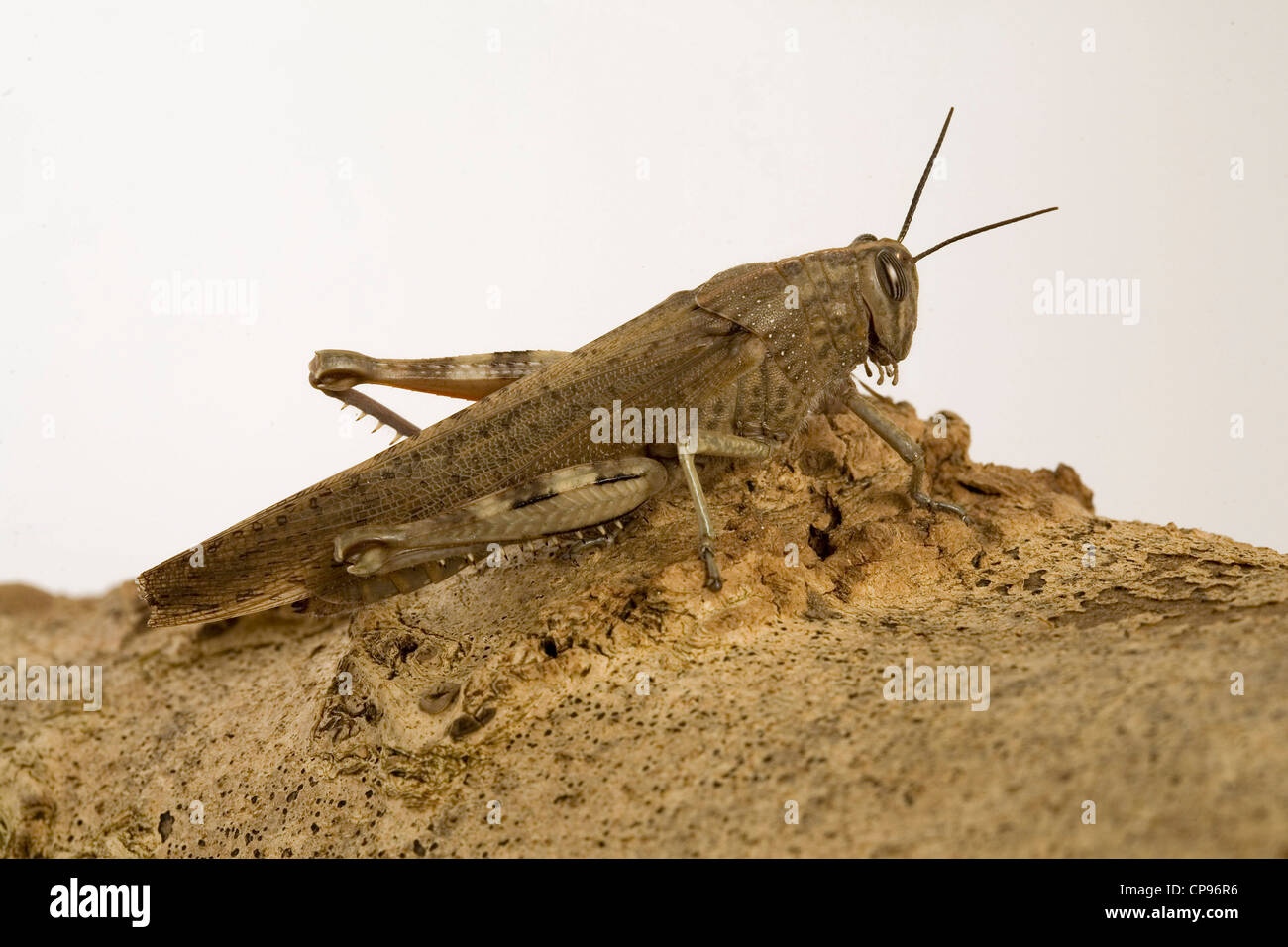 Grasshopper hi-res stock photography and images - Alamy