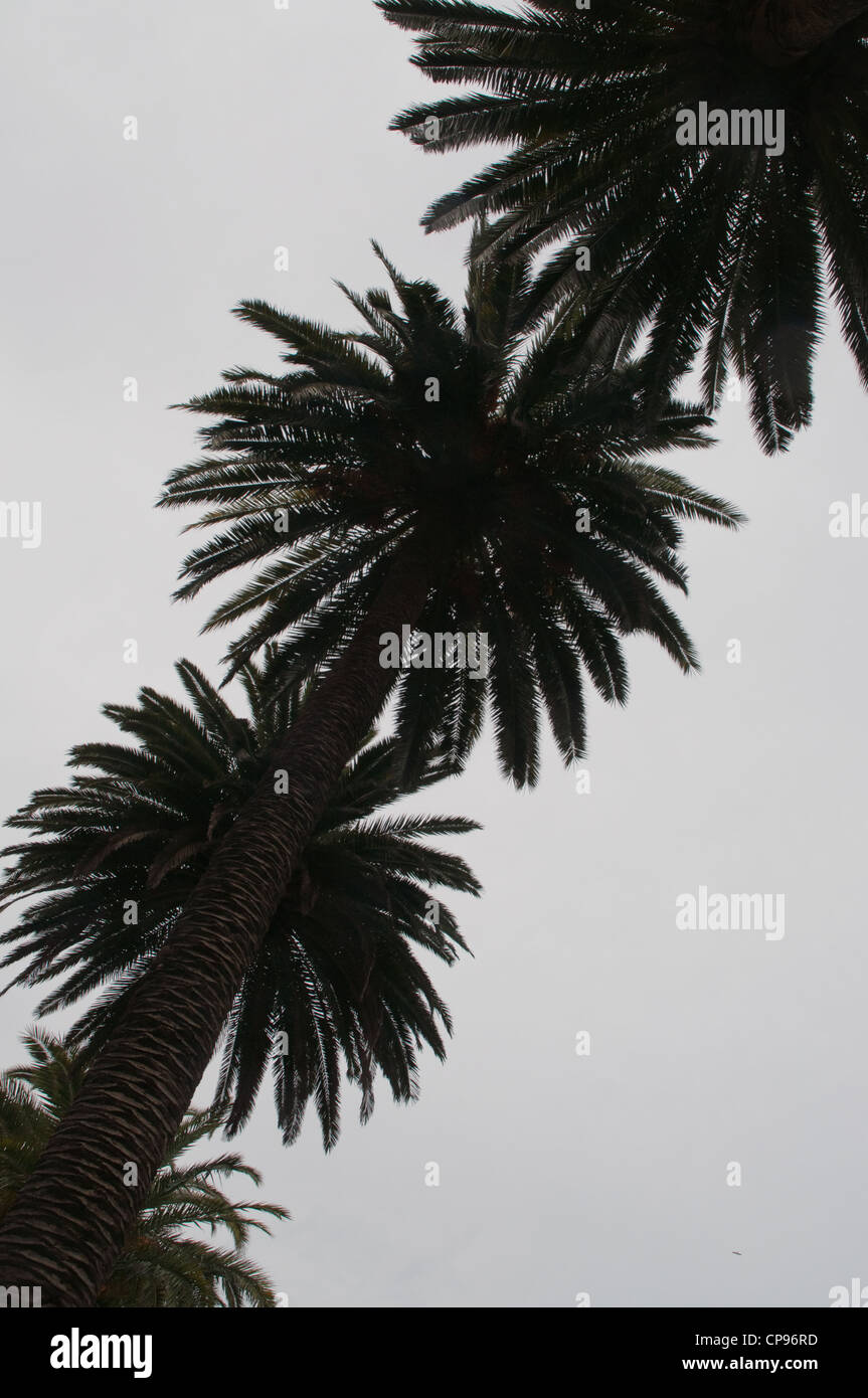 Several palm trees hi-res stock photography and images - Alamy