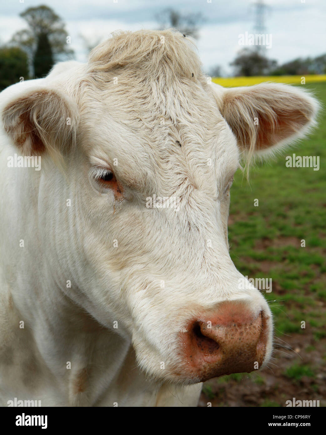White Bull High Resolution Stock Photography and Images - Alamy
