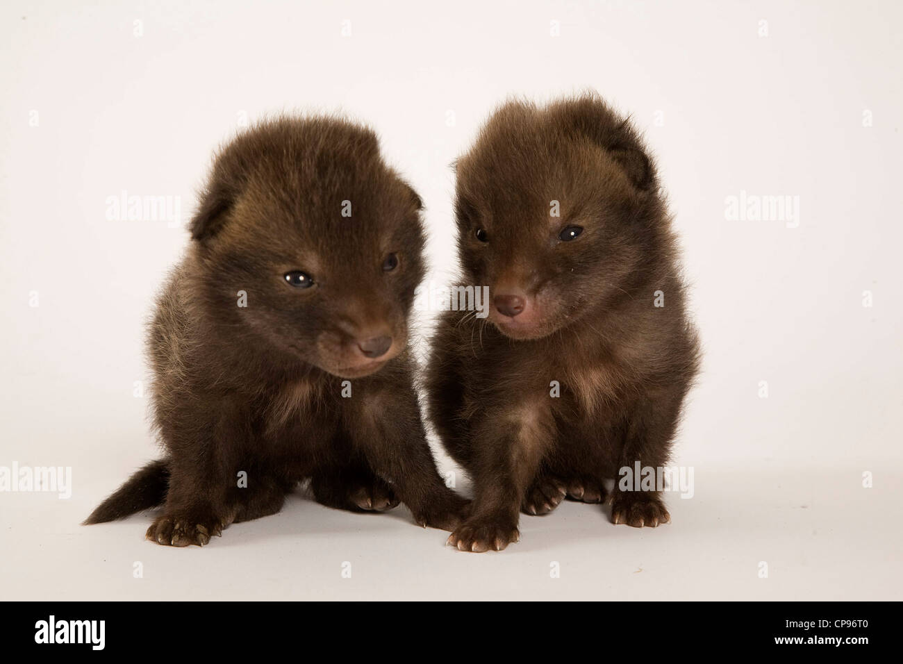 Red Fox, Two Cubs Stock Photo - Alamy