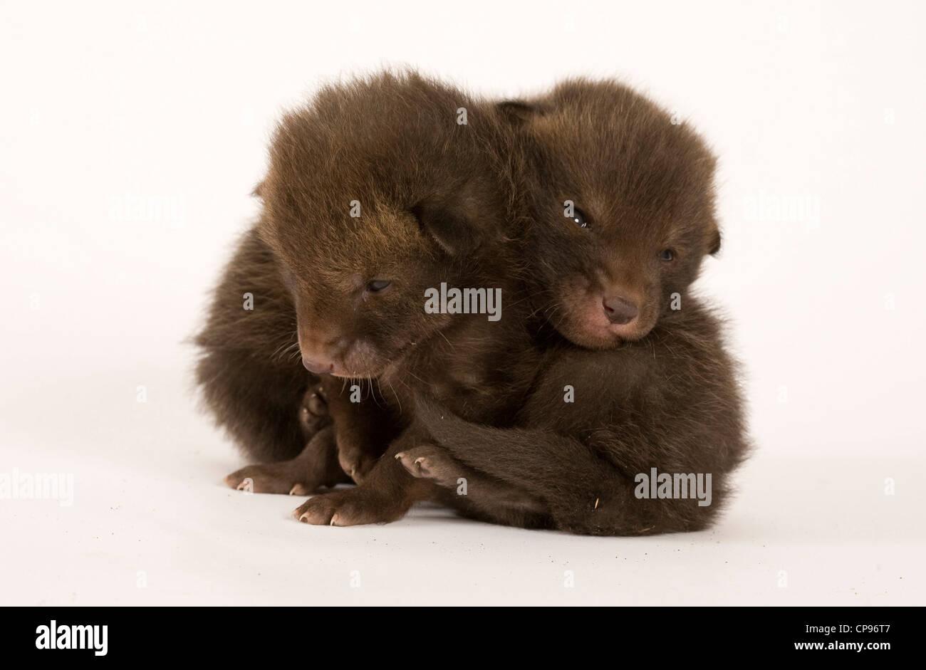 Two fox cubs hi-res stock photography and images - Alamy
