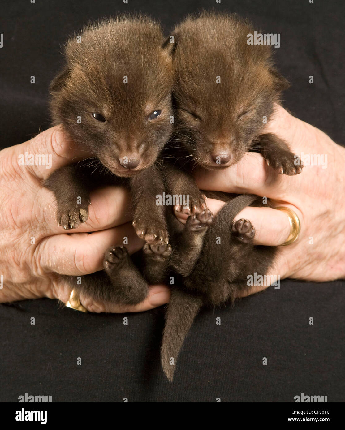 Red Fox, Two Orphan Cubs Stock Photo - Alamy