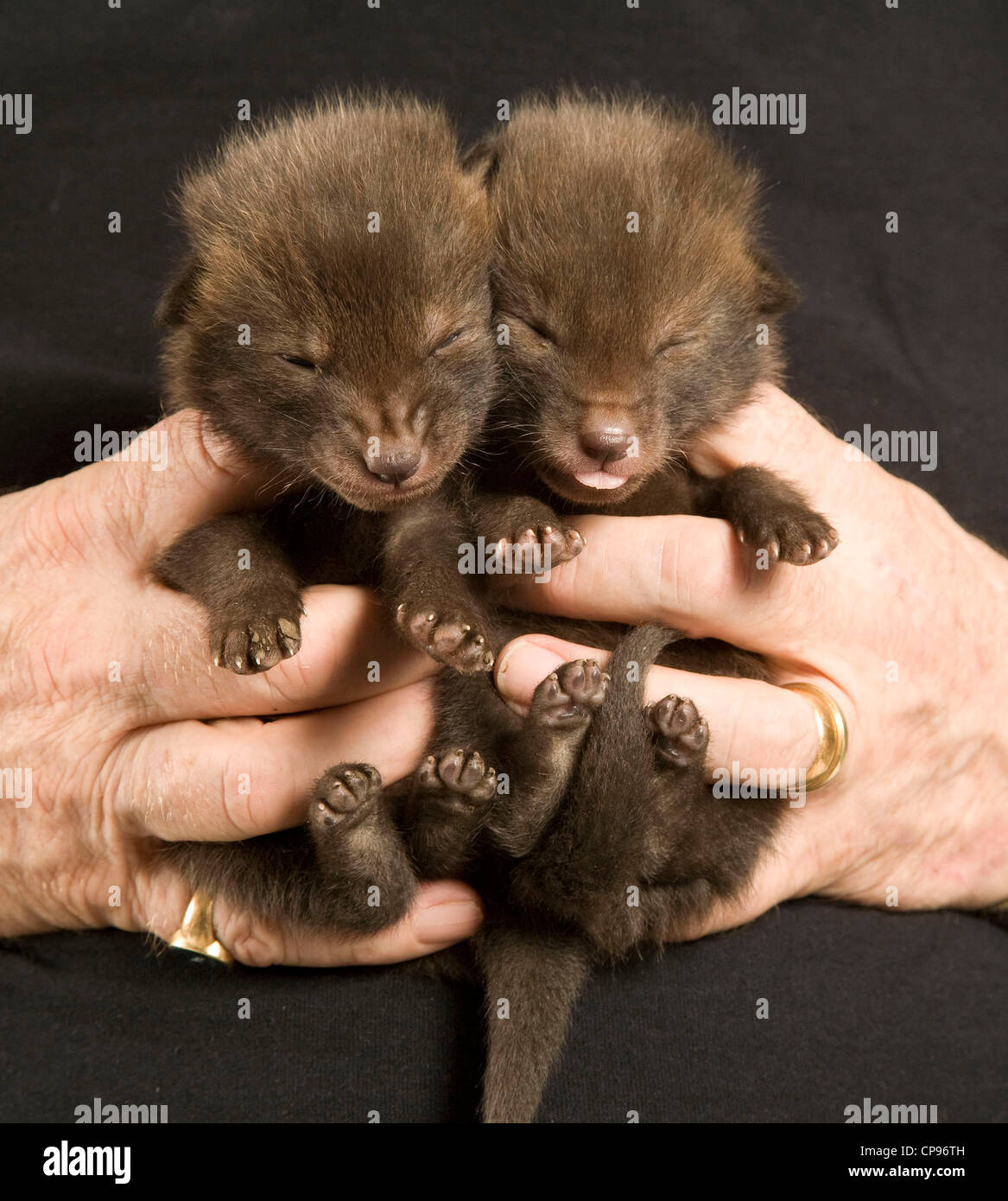 Two baby fox hi-res stock photography and images - Alamy