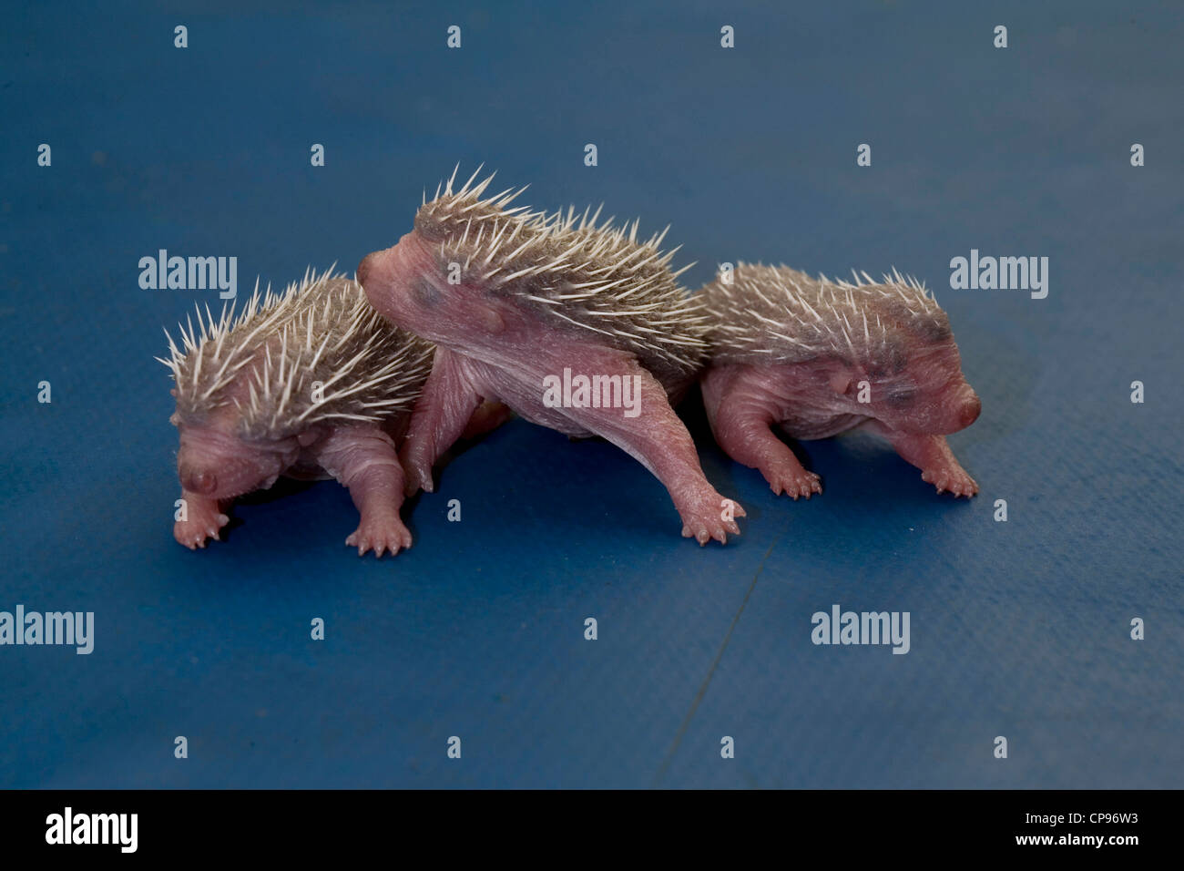 Newborn Baby Hedgehogs
