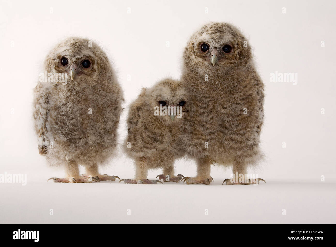 Tawny Owls, Three, Chicks Stock Photo - Alamy