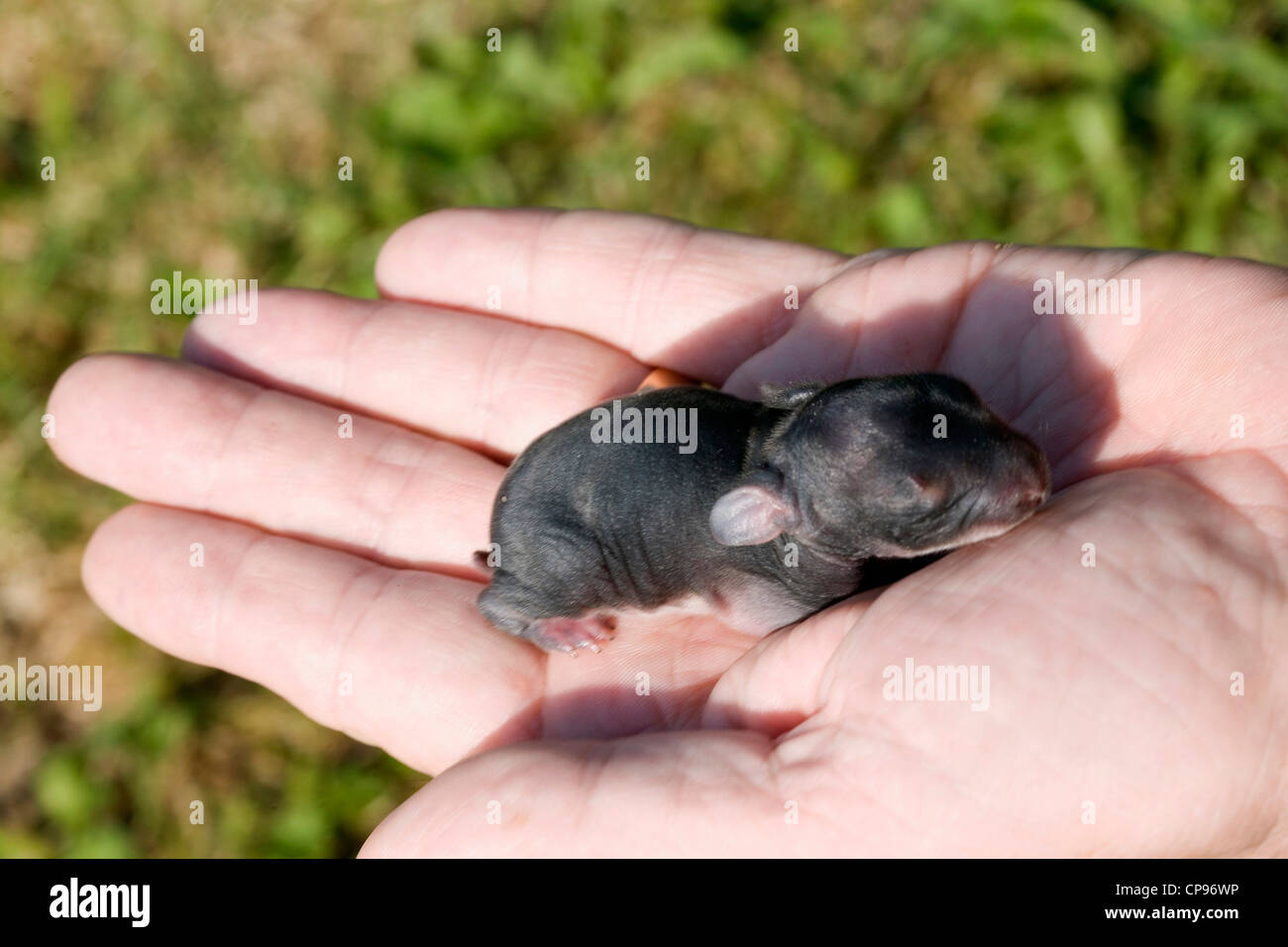 Baby rabbit hi-res stock photography and images - Alamy