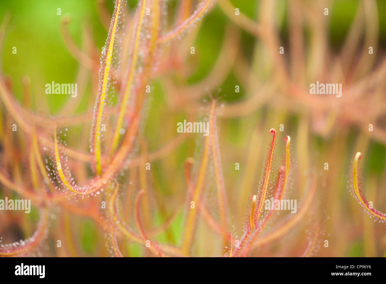 Drosera binata var multifida, Fork-Leaved Sundew Stock Photo - Alamy
