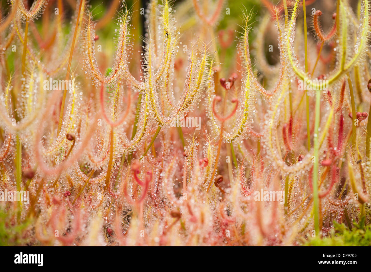 Drosera binata 'T-Form', Fork-Leaved Sundew Stock Photo - Alamy