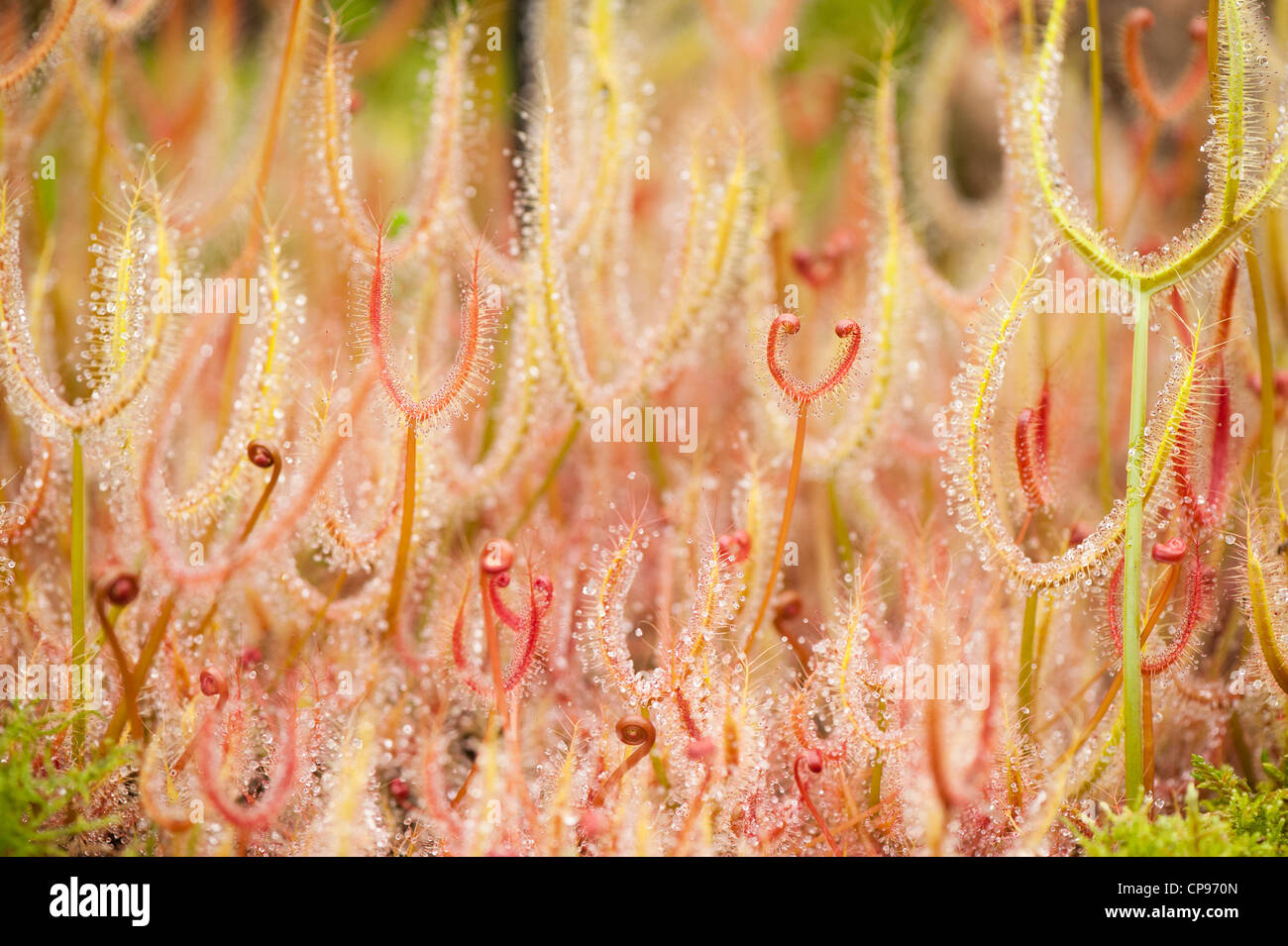 Drosera binata 'T-Form', Fork-Leaved Sundew Stock Photo - Alamy