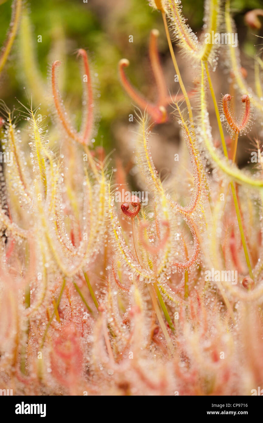 Drosera binata 'T-Form', Fork-Leaved Sundew Stock Photo - Alamy
