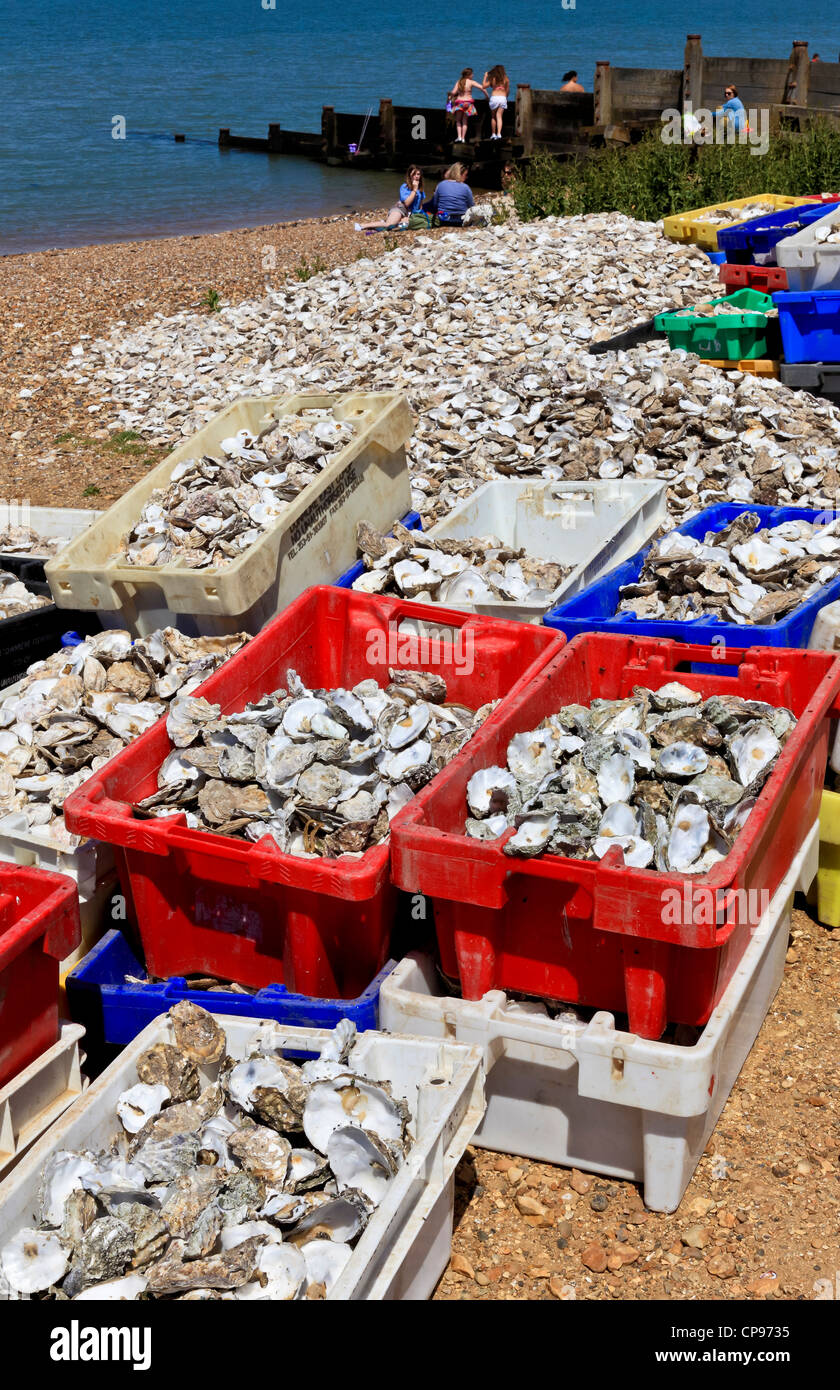 Oyster shells recycling hi-res stock photography and images - Alamy
