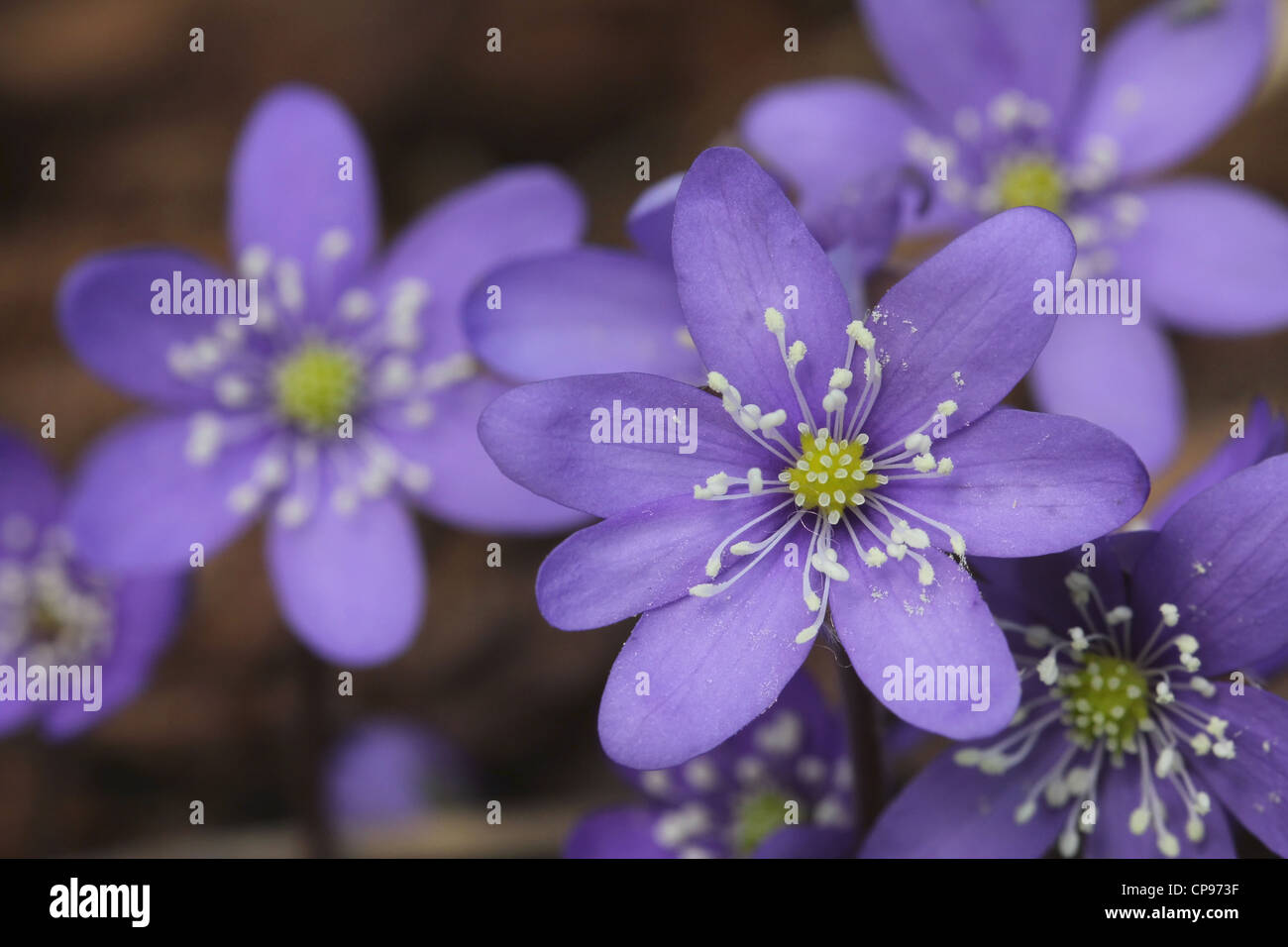 Hepatica nobilis blue hi-res stock photography and images - Alamy