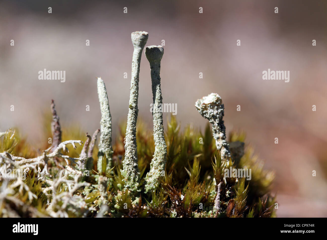 Macro view of Cladonia lichen (Cup lichen Stock Photo - Alamy