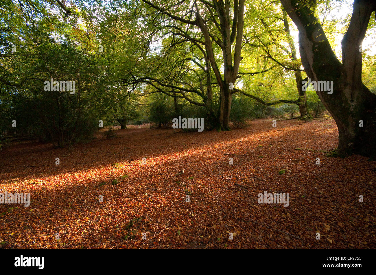 Autumn New Forest Stock Photo - Alamy