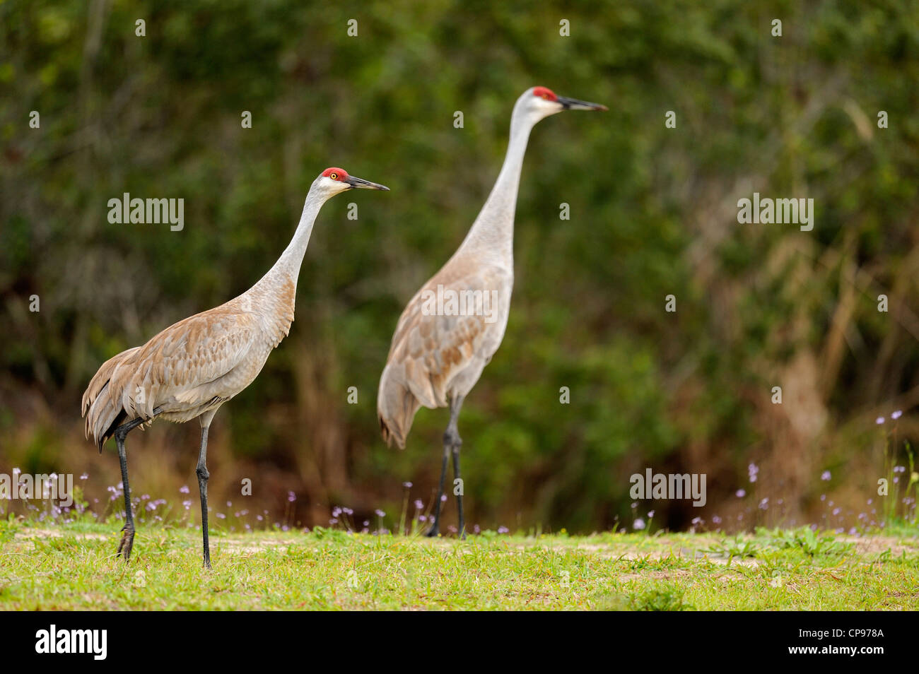Sandhill crane (Grus Canadensis) Audubon Rookery, Venice, Florida Stock ...
