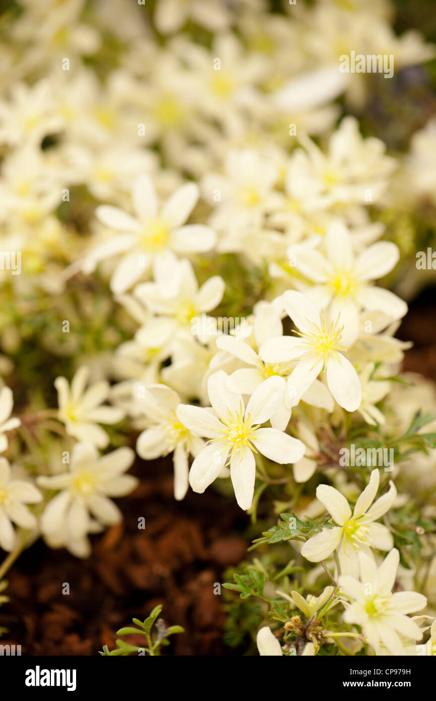 Clematis cartmanii 'Pixie' Stock Photo - Alamy