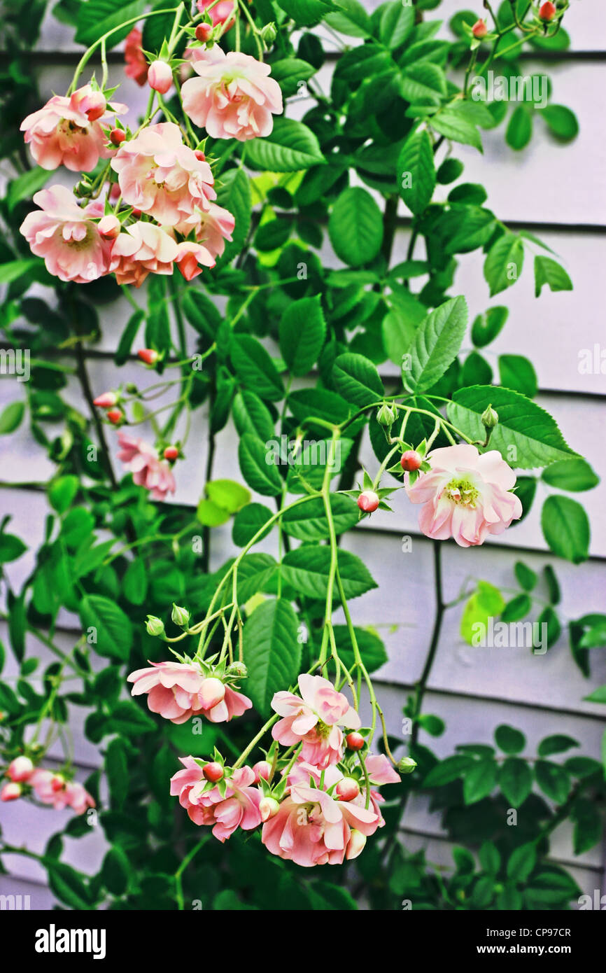 Pink rose flowering climber in garden Stock Photo - Alamy