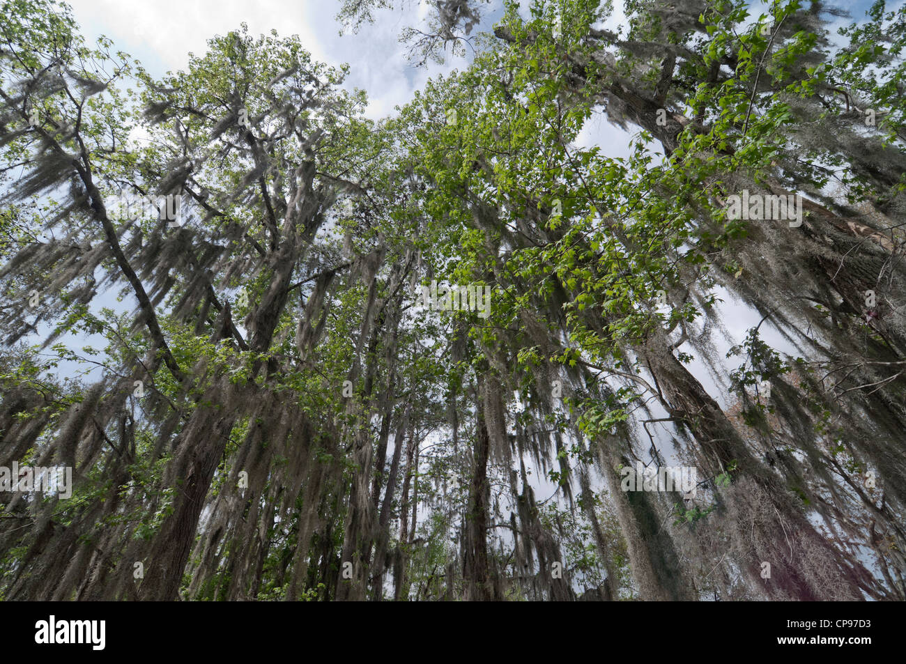 University of Florida campus Gainesville Spanish moss laden sweetgum ...