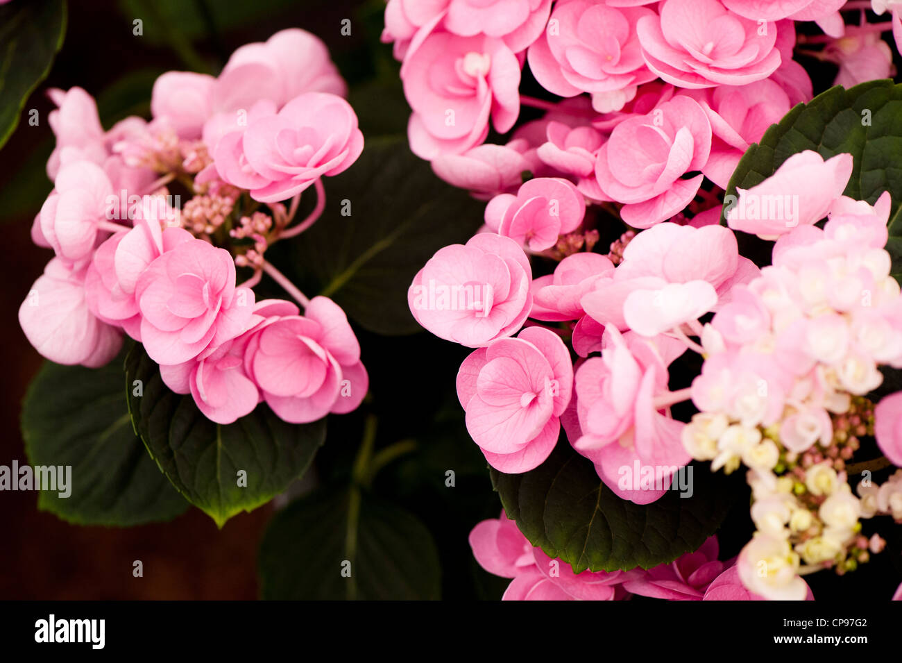 Rhs hydrangea hi-res stock photography and images - Alamy