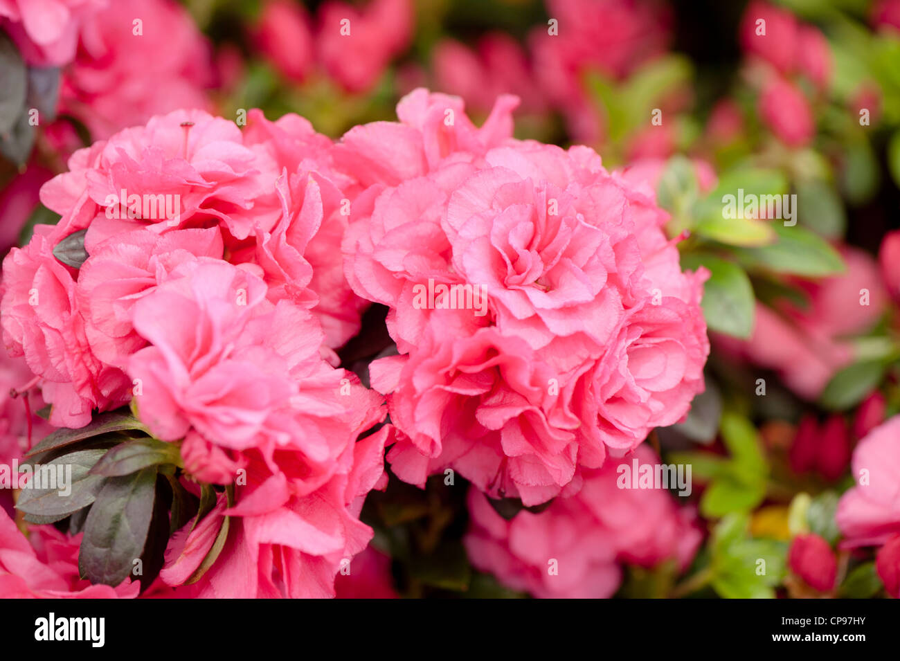 Hot pink rhododendron hi-res stock photography and images - Alamy