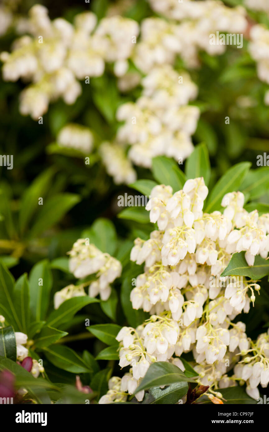 Pieris japonica 'Purity', Japanese Pieris Stock Photo - Alamy