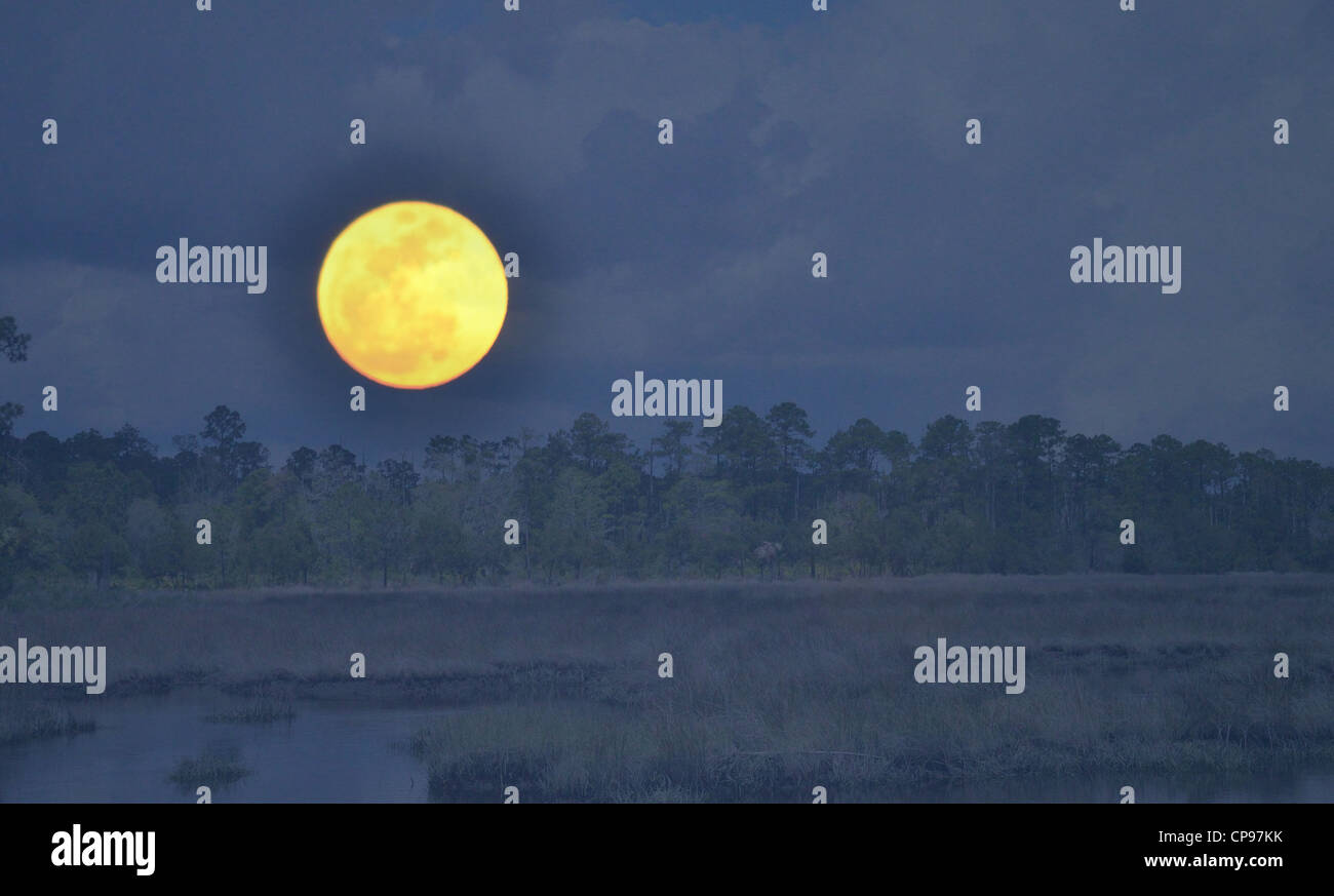 Jackie Moon Wallpaper