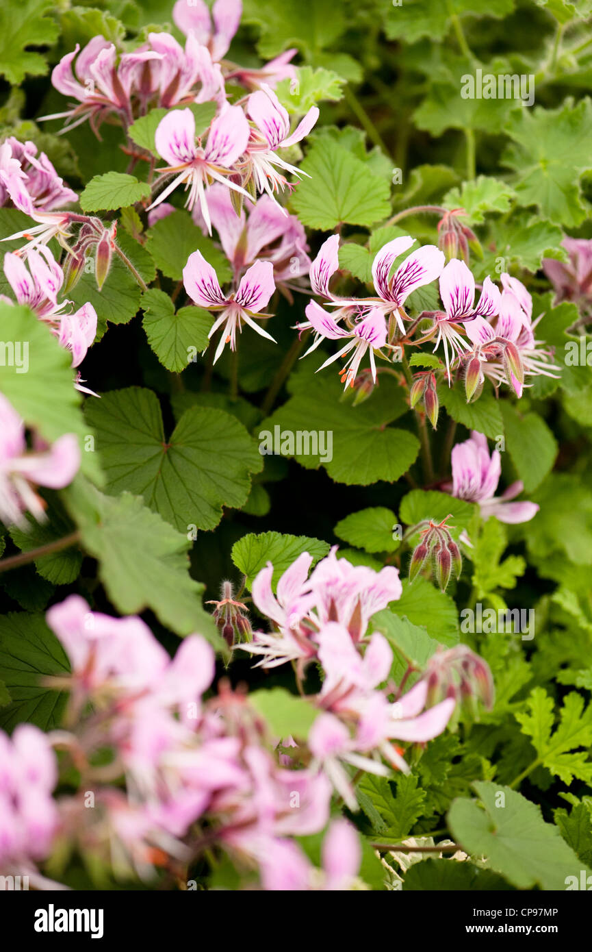 Pelargonium rubricinctum x cordifolium (Species Pelargonium), Heart ...