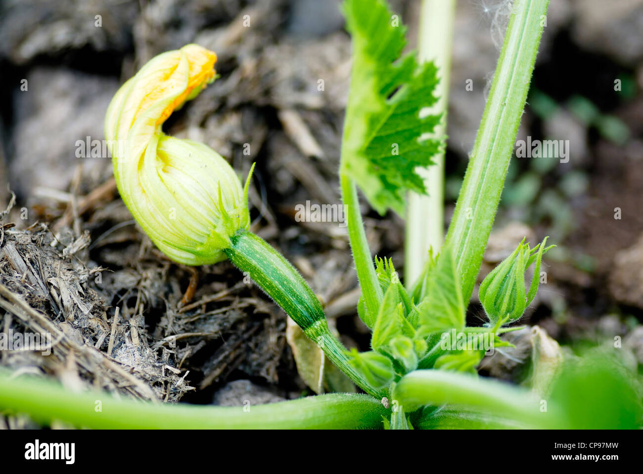 One courgette growing on an allotment. Flower Stock Photo - Alamy