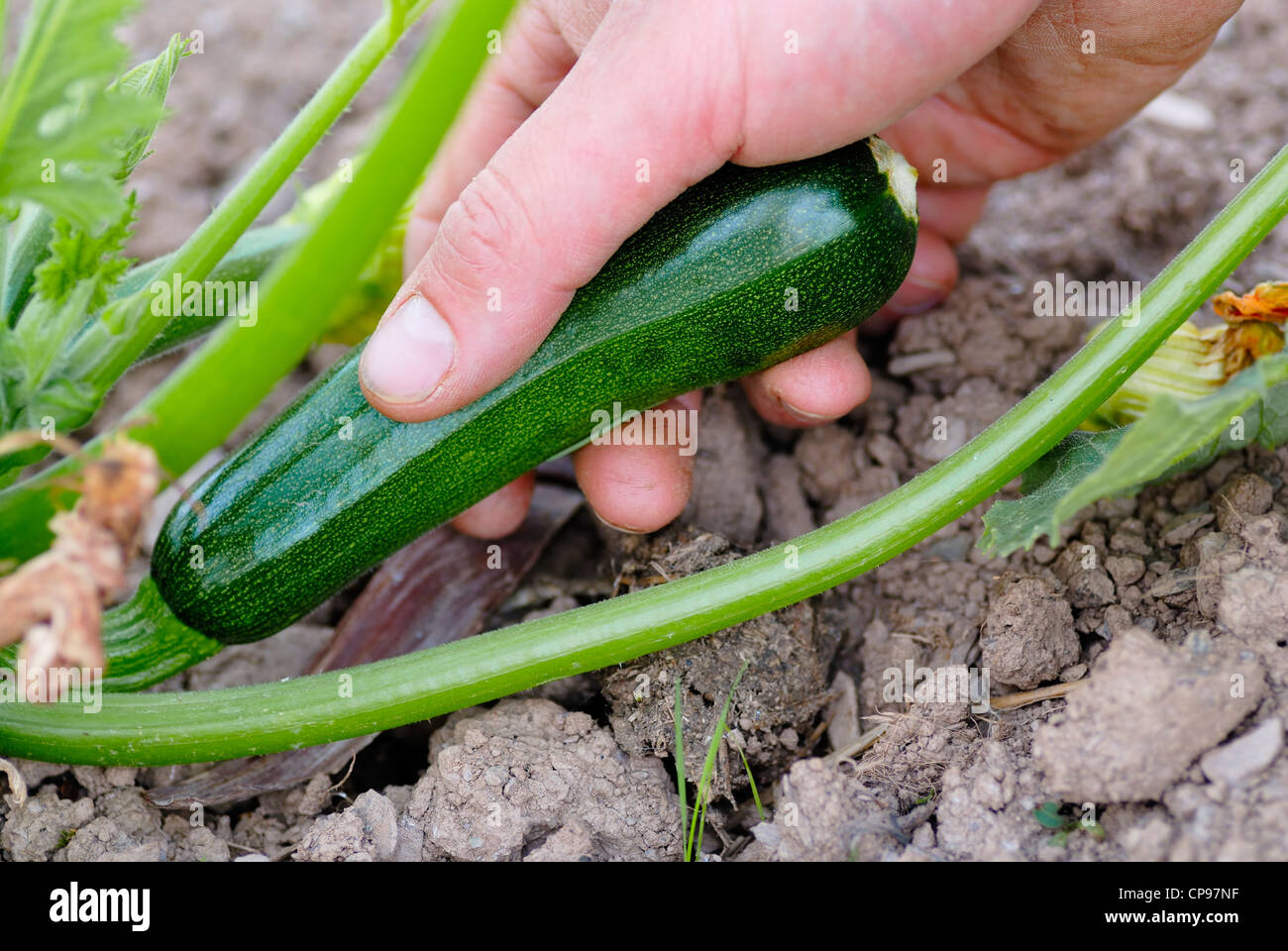 Hand grasping green courgette. Harvesting from an allotment Stock Photo ...