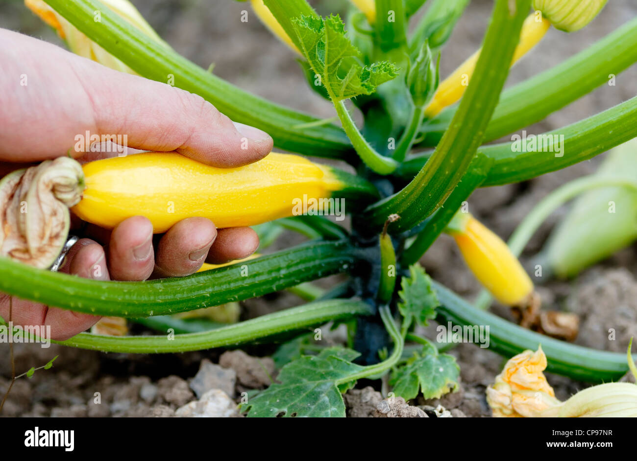 Hand grasping yellow courgette. Harvesting from an allotment Stock ...