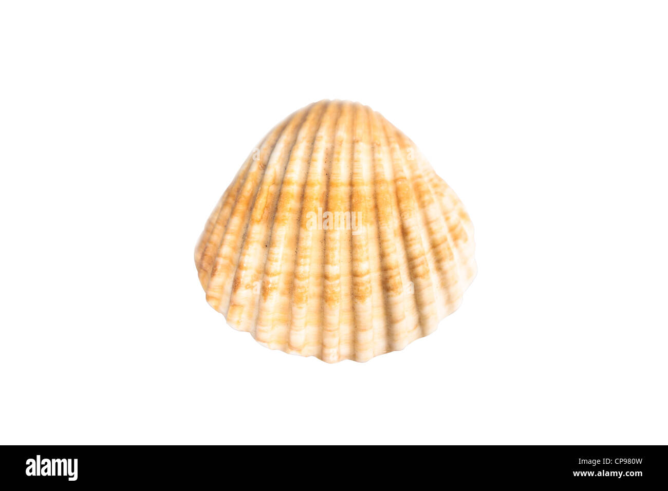 Shell isolated on white background Stock Photo - Alamy