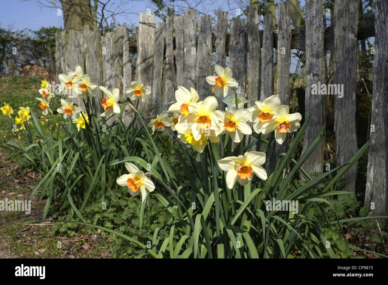 flowers with fence Stock Photo - Alamy