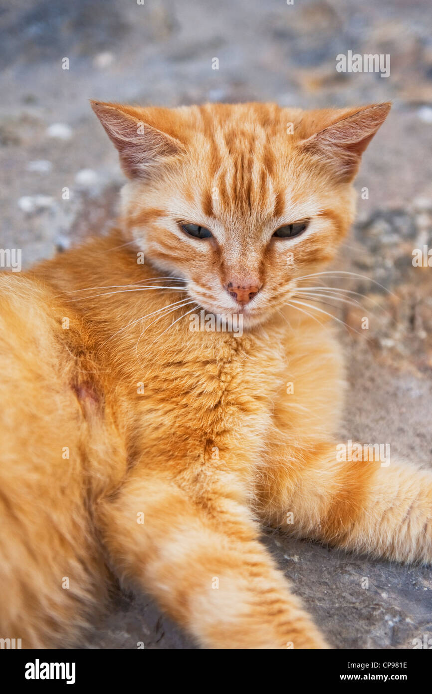 Cats of Ibiza Stock Photo - Alamy