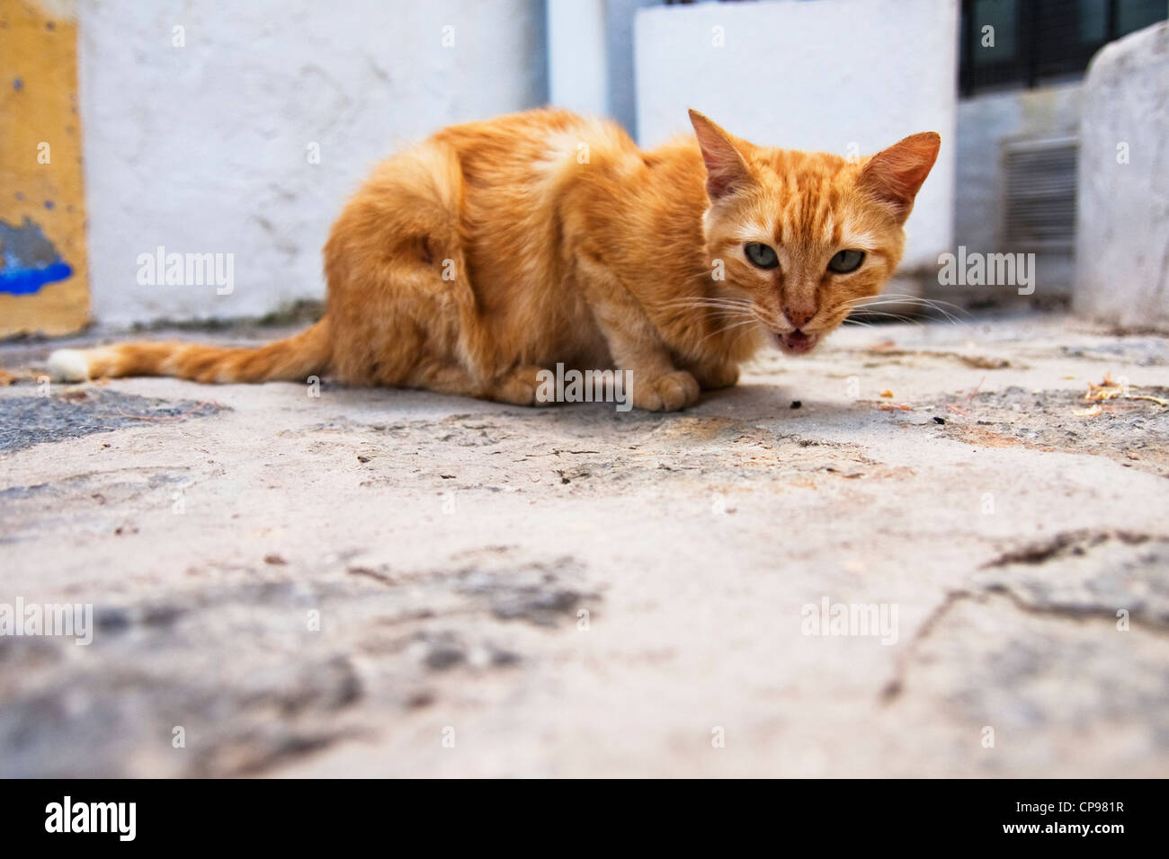 Cats of Ibiza Stock Photo - Alamy