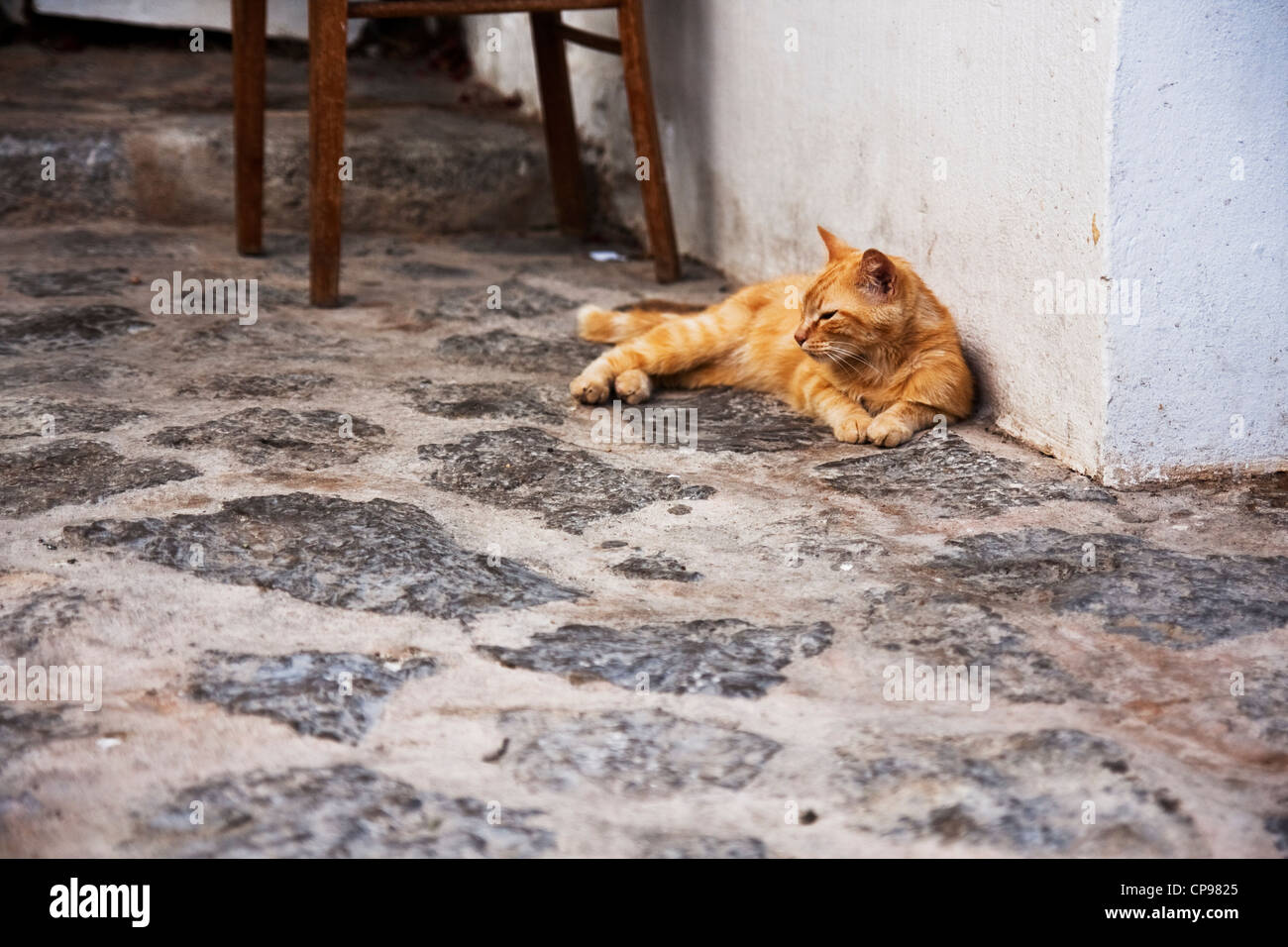 Cats of Ibiza Stock Photo - Alamy