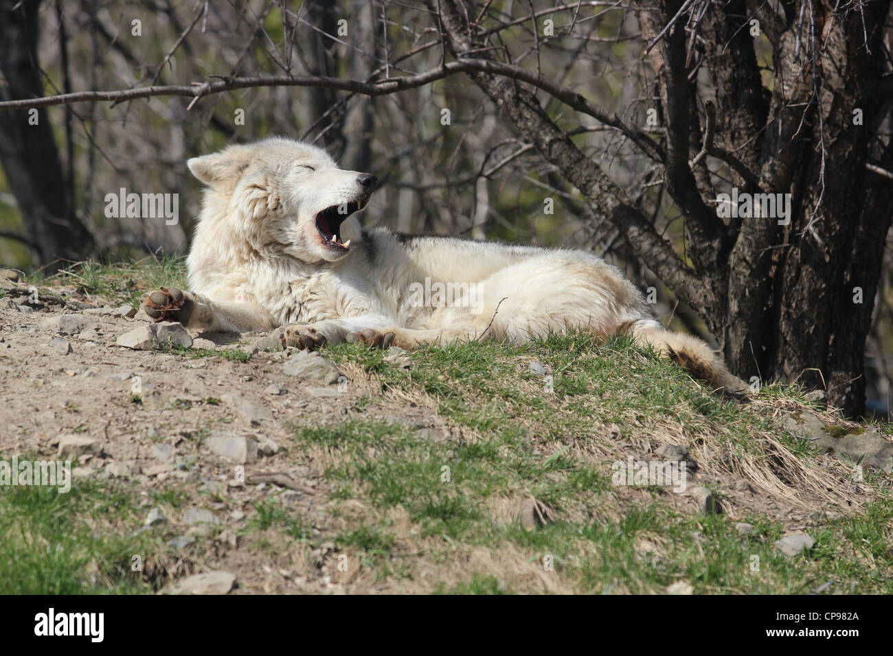 Grey Wolf Laying In Grass High Resolution Stock Photography and Images ...