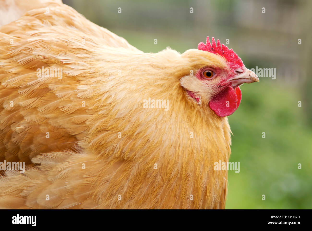 Red hen chicken face hi-res stock photography and images - Alamy