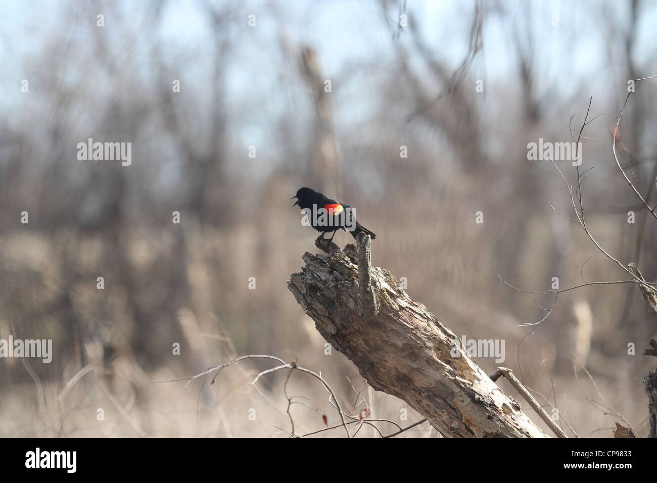Profile of redwing blackbird hi-res stock photography and images - Alamy