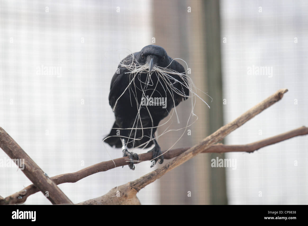 Raven nest hi-res stock photography and images - Alamy