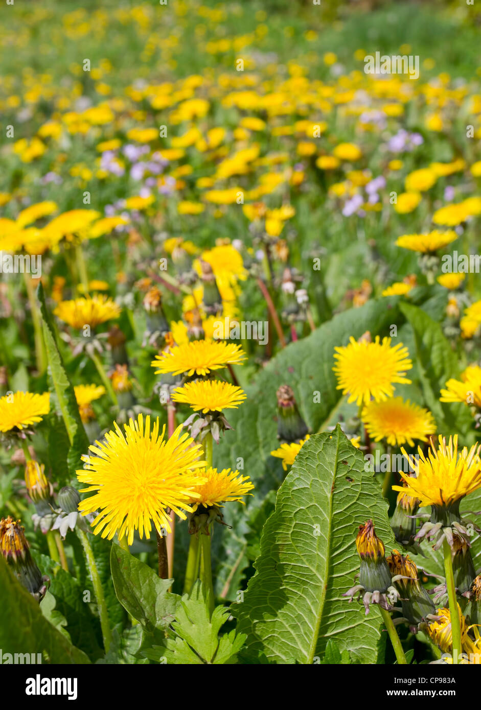 Blooming dandelion field hi-res stock photography and images - Alamy
