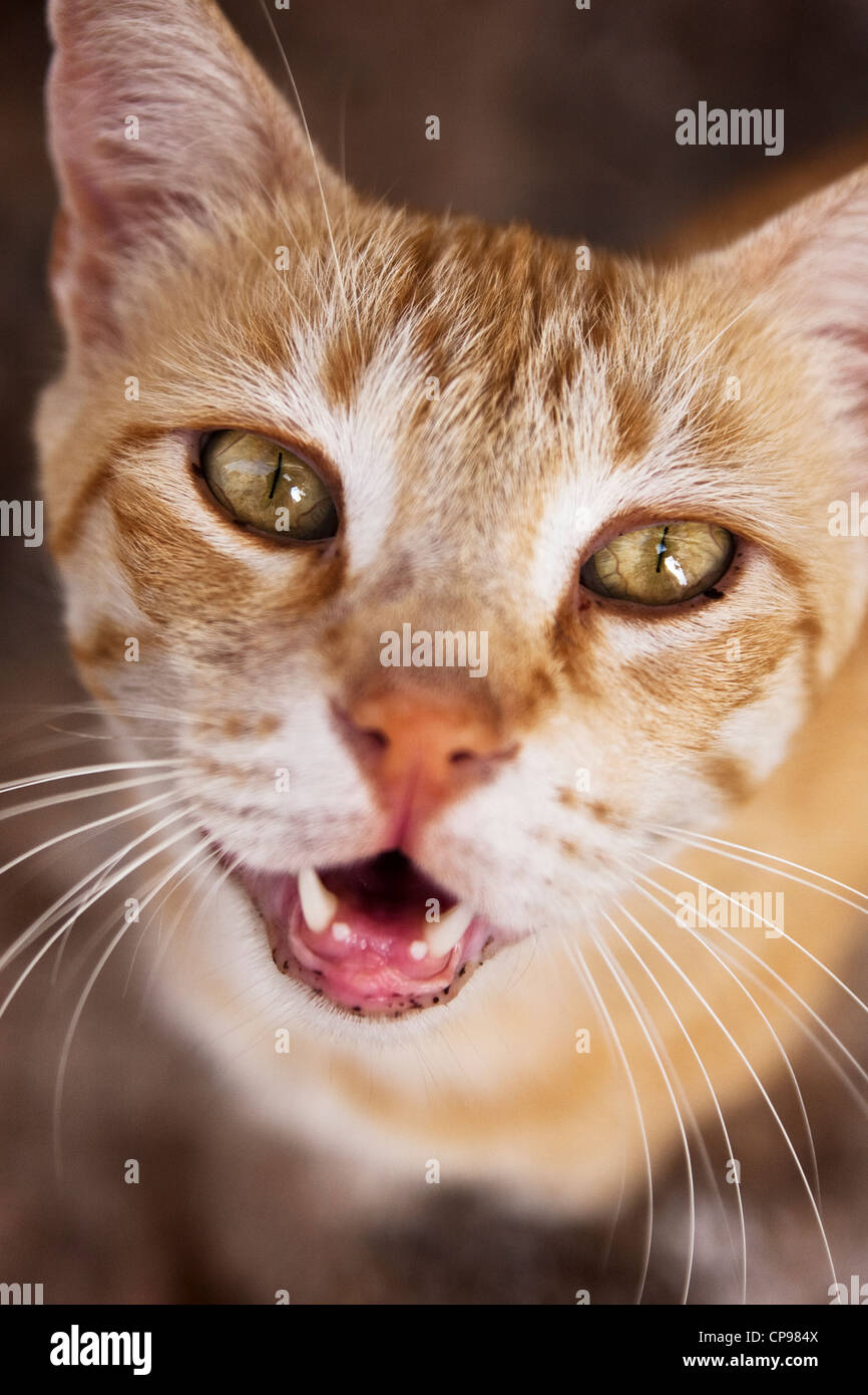 Villa gato hi-res stock photography and images - Alamy