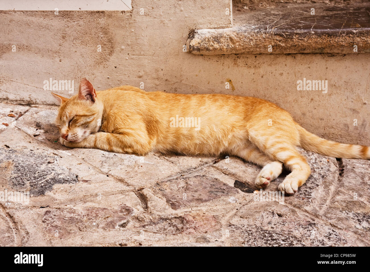 Cats of Ibiza Stock Photo - Alamy
