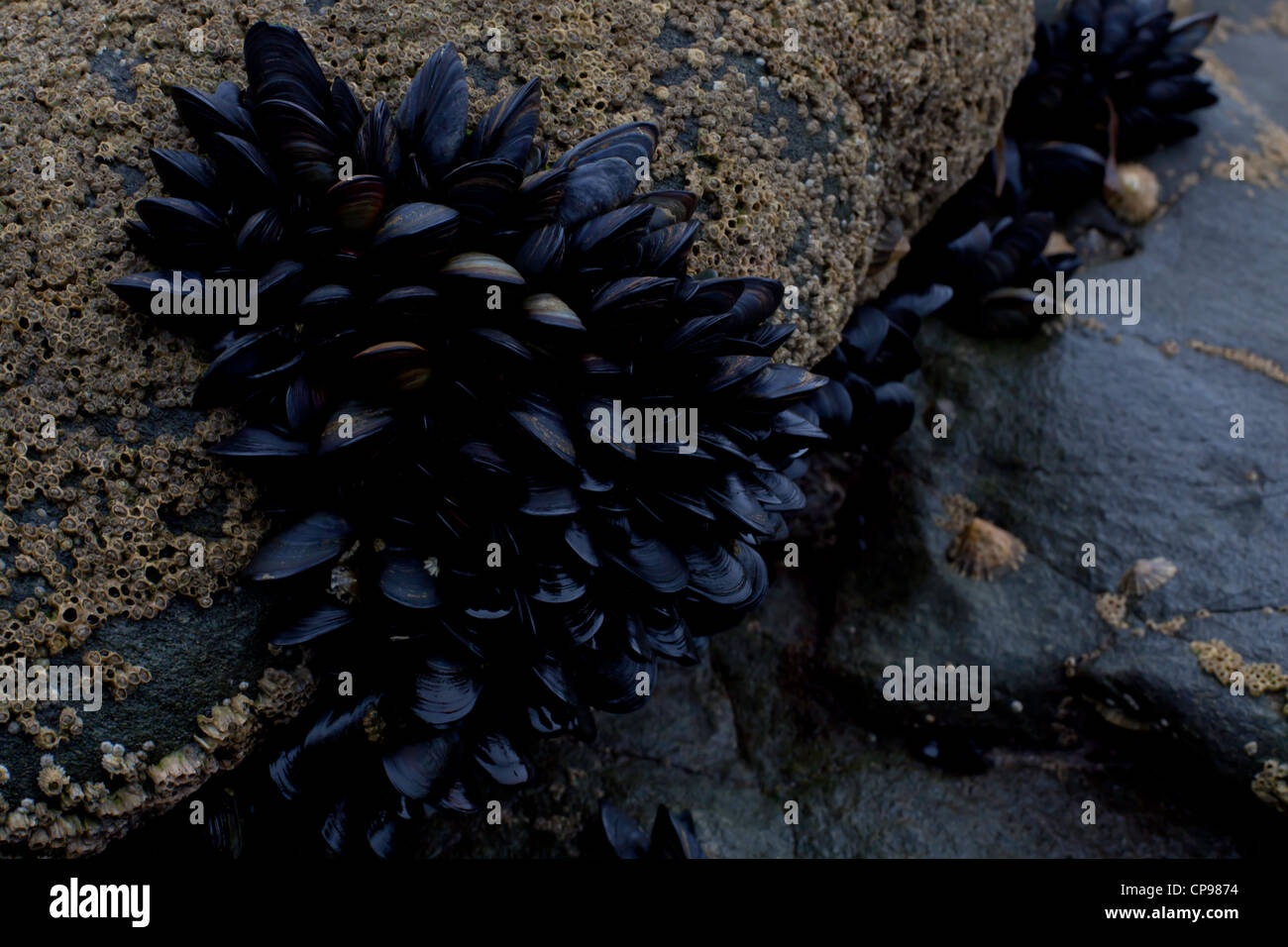 Mussel shell barnacles hi-res stock photography and images - Alamy