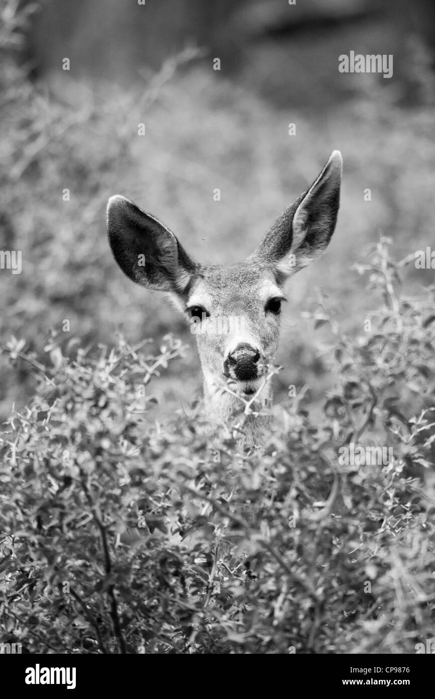 R national park Black and White Stock Photos & Images - Alamy