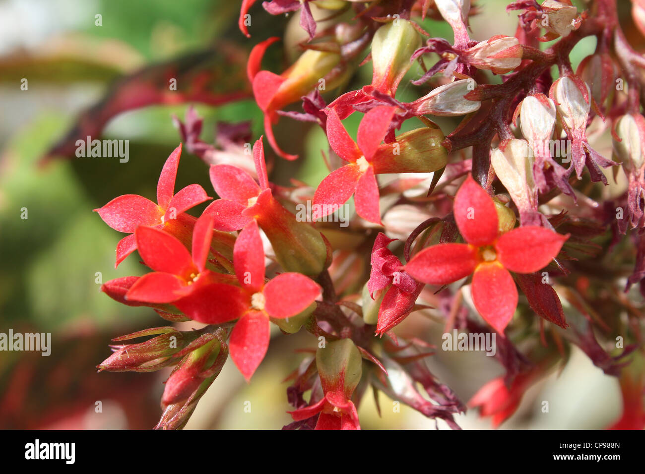 beautiful image of small flowers with red petals Stock Photo - Alamy