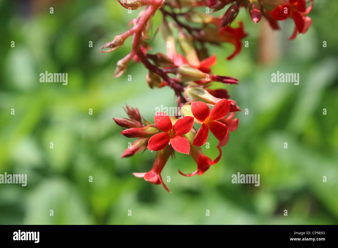 fine image with fresh red flowers on green background Stock Photo - Alamy