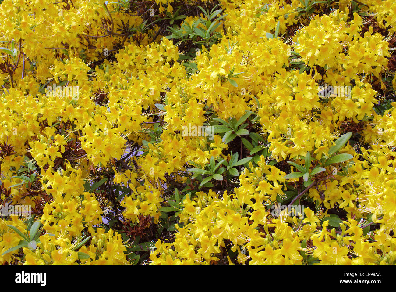 Yellow azalea rich abundant blossom Rhododendron luteum Stock Photo - Alamy