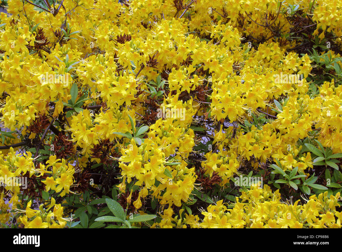 Yellow azalea rich abundant blossom Rhododendron luteum Stock Photo - Alamy
