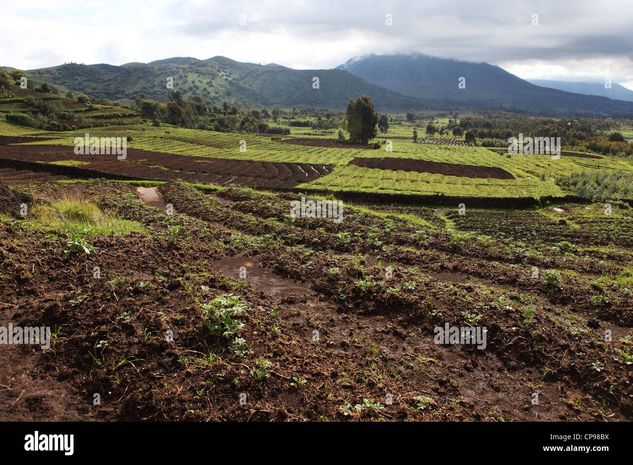Terrace farming rwanda hi-res stock photography and images - Alamy